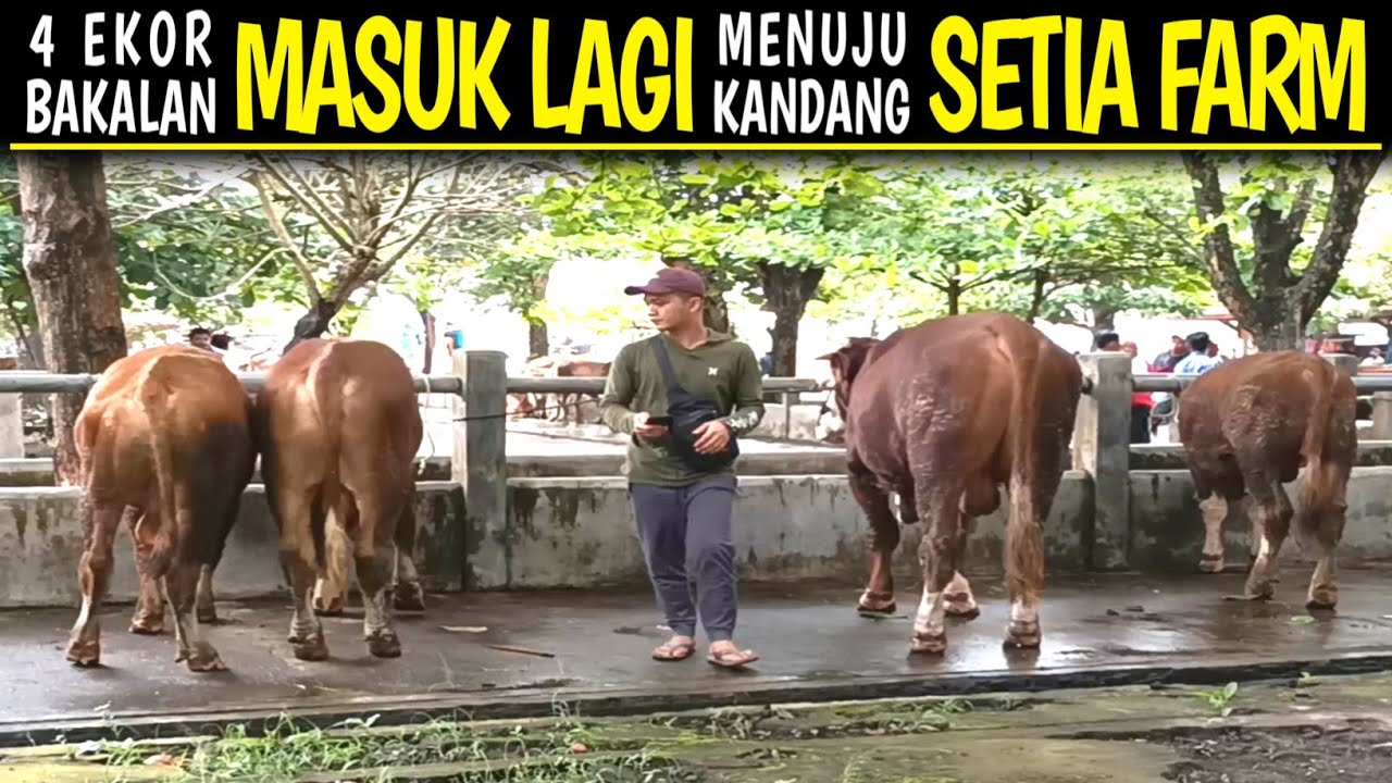4 Ekor Sapi Bakalan Masuk Lagi Kandang Setia Farm - YouTube