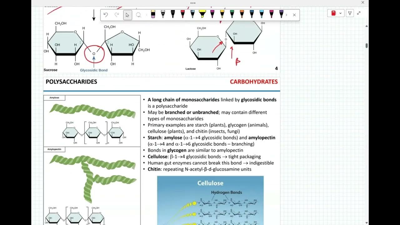 Unit 2 - Biological macromolecules. Cell structure - YouTube