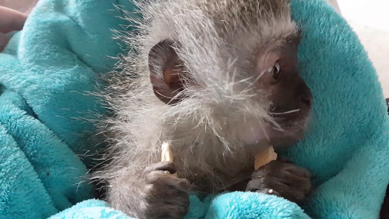 Baby monkey rescued by Monkey Helpline. - YouTube