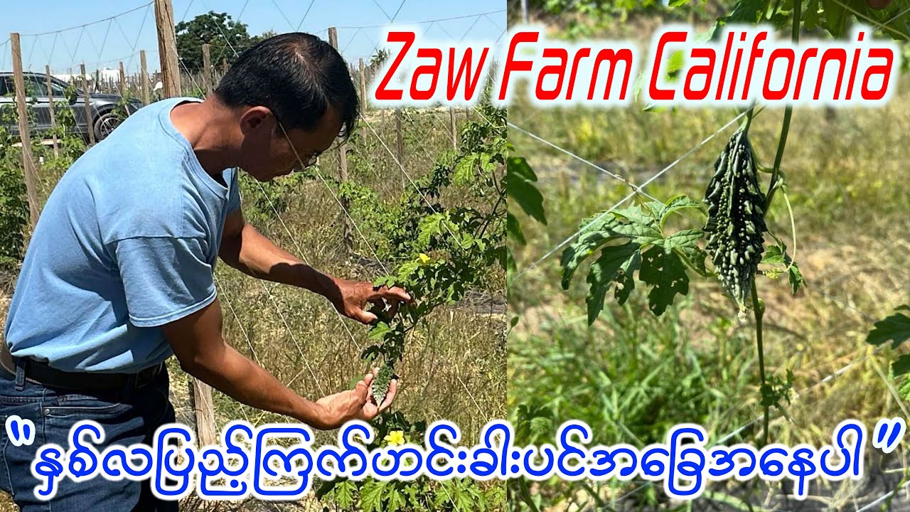 Zaw Farm California မှ "နှစ်လပြည့်ကြက်ဟင်းခါးပင်အခြေနေပါ" - YouTube