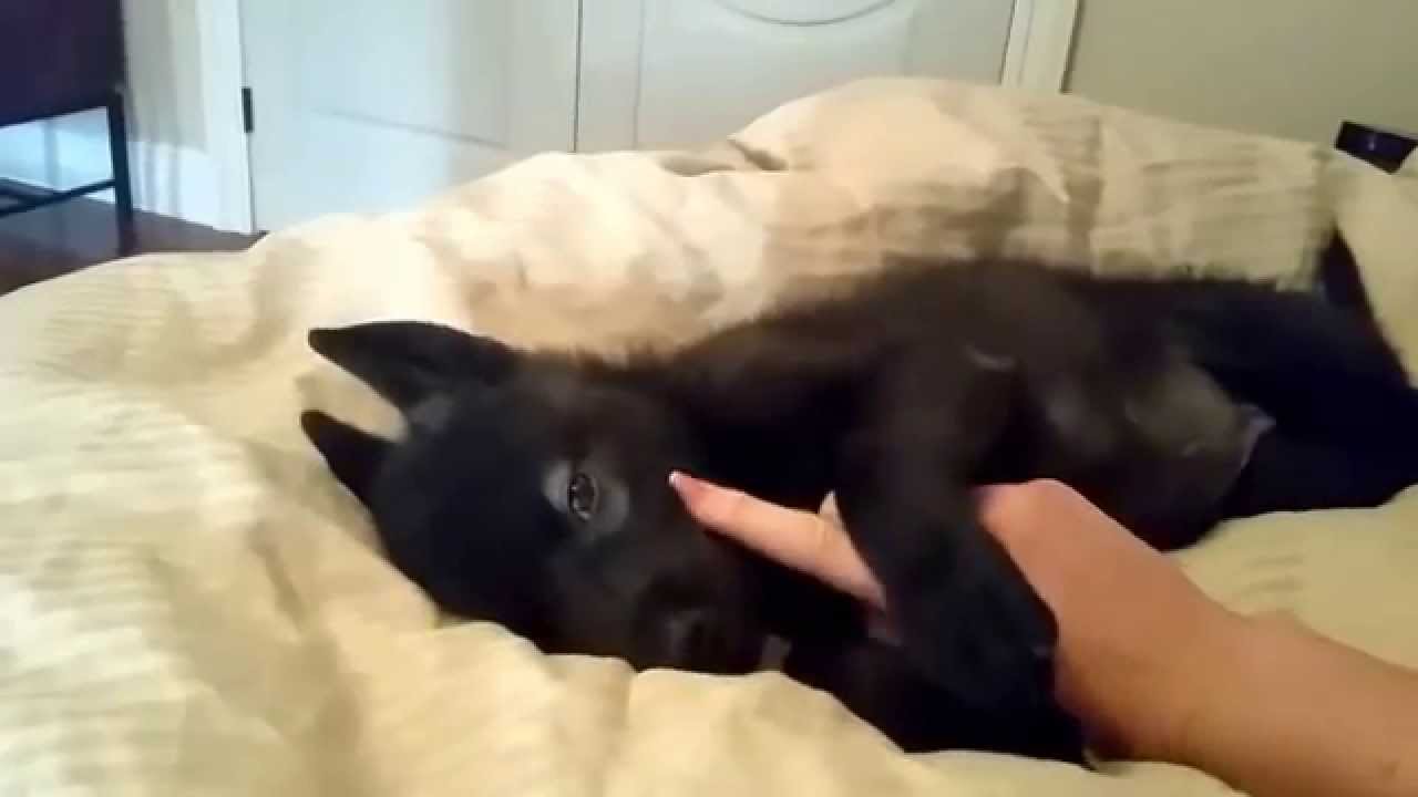 Sleepy baby wolf sneezes - YouTube
