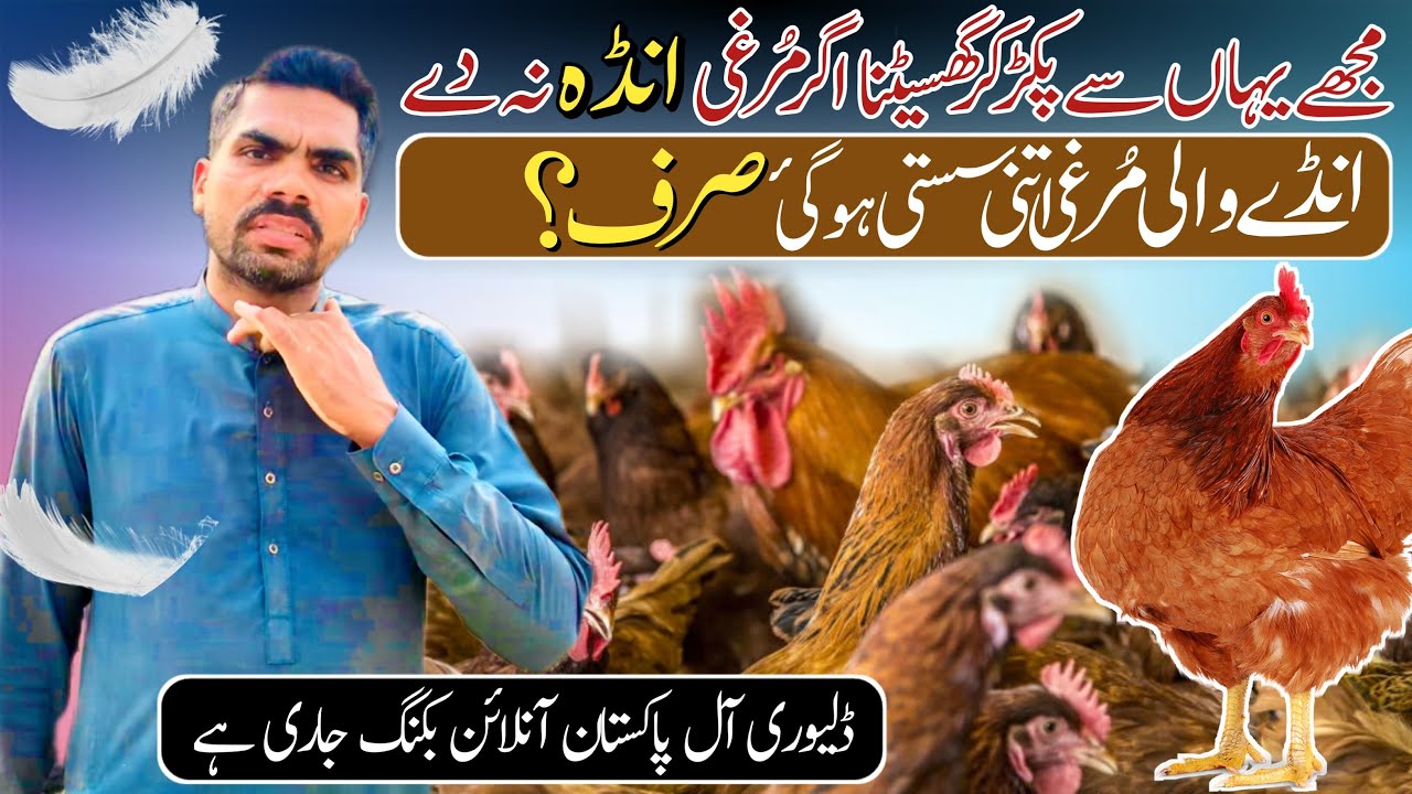 Desi Golden Misri Murgi For Sale In All Pakistan | Desi Poultry Farming ...