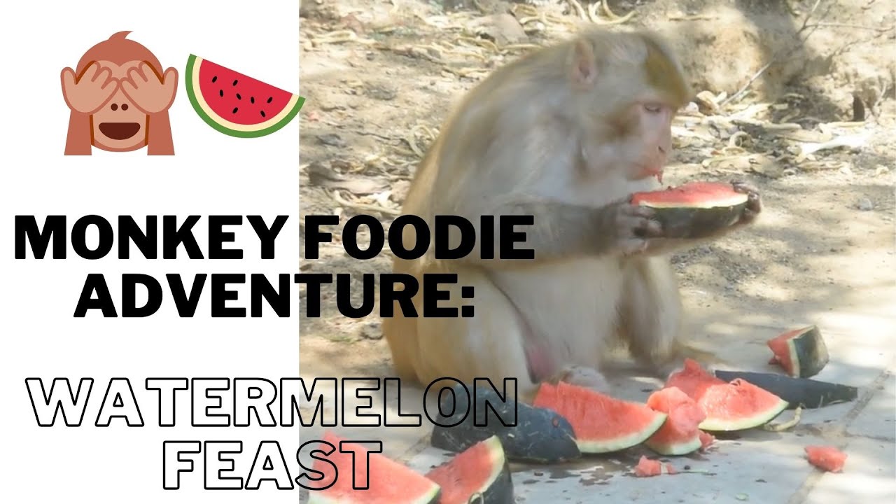 Monkey Foodie Adventure: Watermelon Feast #monkey #watermelon #feast # ...