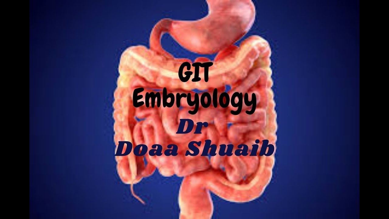 4 Development Of The Midgut - YouTube