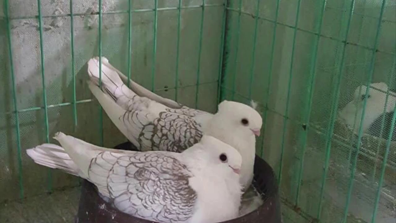 shartin pigeon’s pic. সার্টিন কবুতরের ফটো। - YouTube