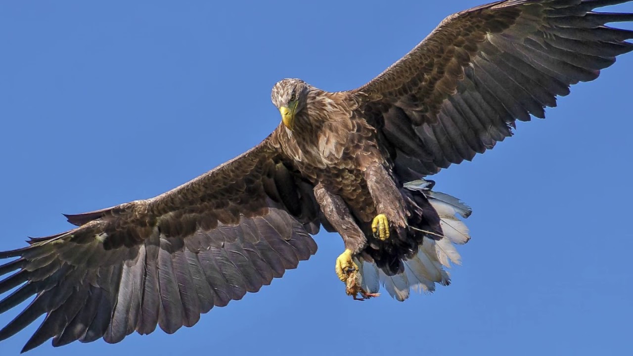 Auf Adlers Flügeln getragen -- Bez.Chor NAK - Weinheim-Mannheim ...