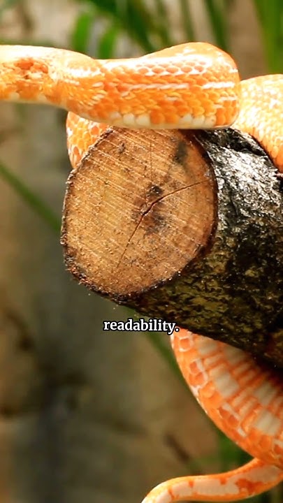 Ever wondered why Python is so popular among developers? - YouTube