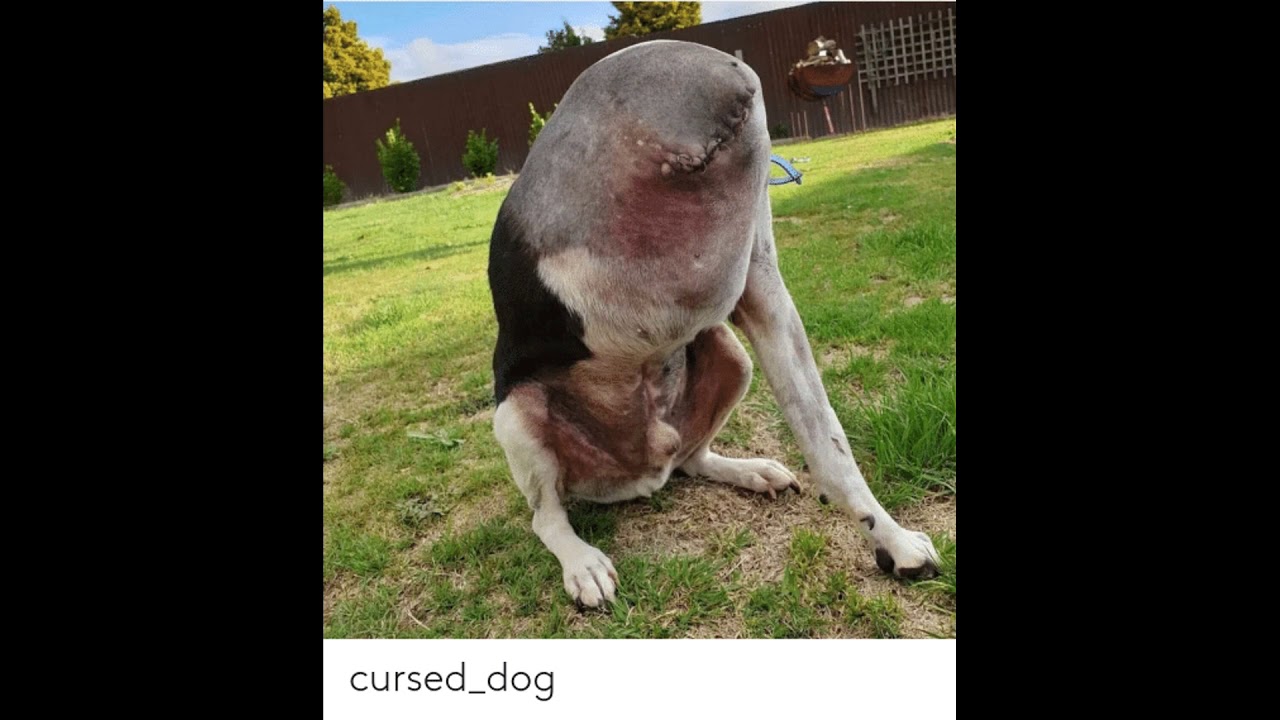cursed dog images - YouTube