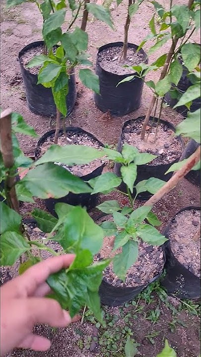 Hasil Potong Pucuk Cabe Rawit Viral Musim Hujan Kurang Maksimal Youtube