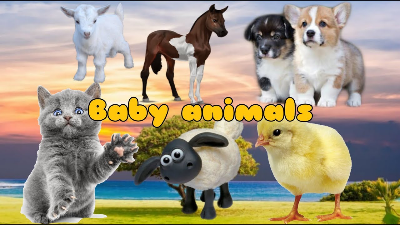 BABY ANIMAL Sounds: Puppy, kitten, foal, calf, chicken, baby goat ...