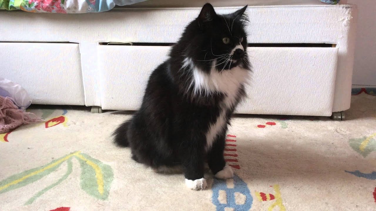 How to teach your cat to high five - YouTube