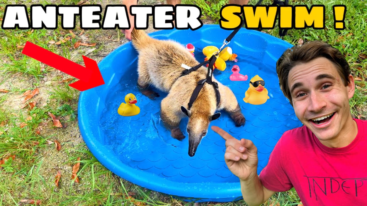 TEACHING My ANTEATER HOW TO SWIM ! - YouTube