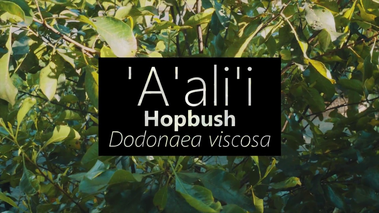 ʻAʻaliʻi (Hopbush) Dodonaea viscosa - YouTube