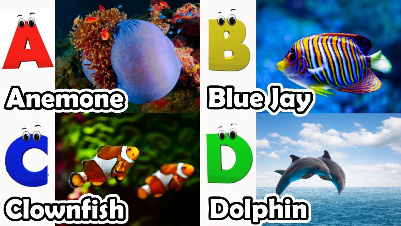 ABC phonics animals | ABC Sea Animals song | English and Animals for ...