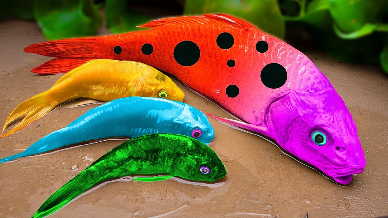 ️Fish Videos ️ Doctor Koi Fish, Elixir, Catfish Primitive Cooking Eels ...