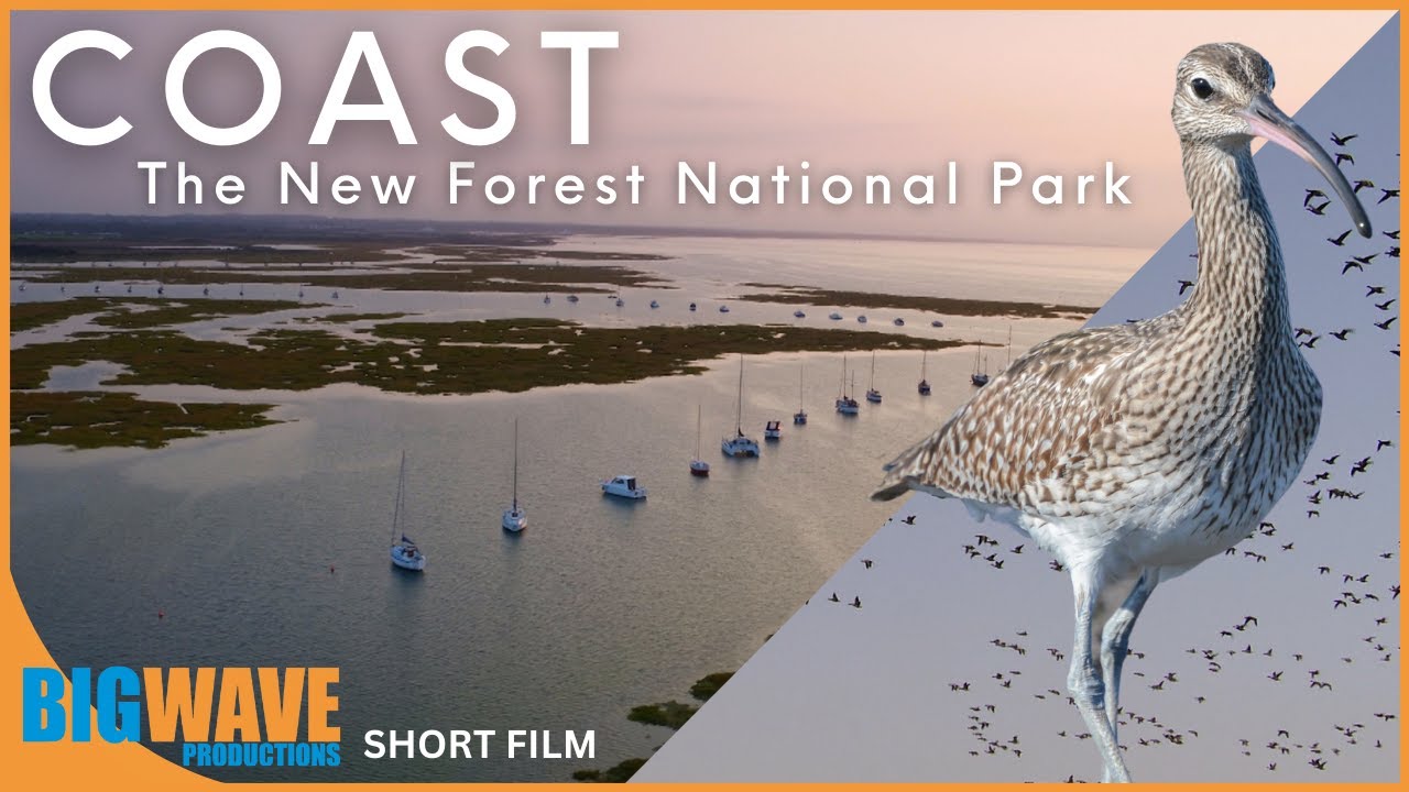 COAST- The New Forest National Park - YouTube