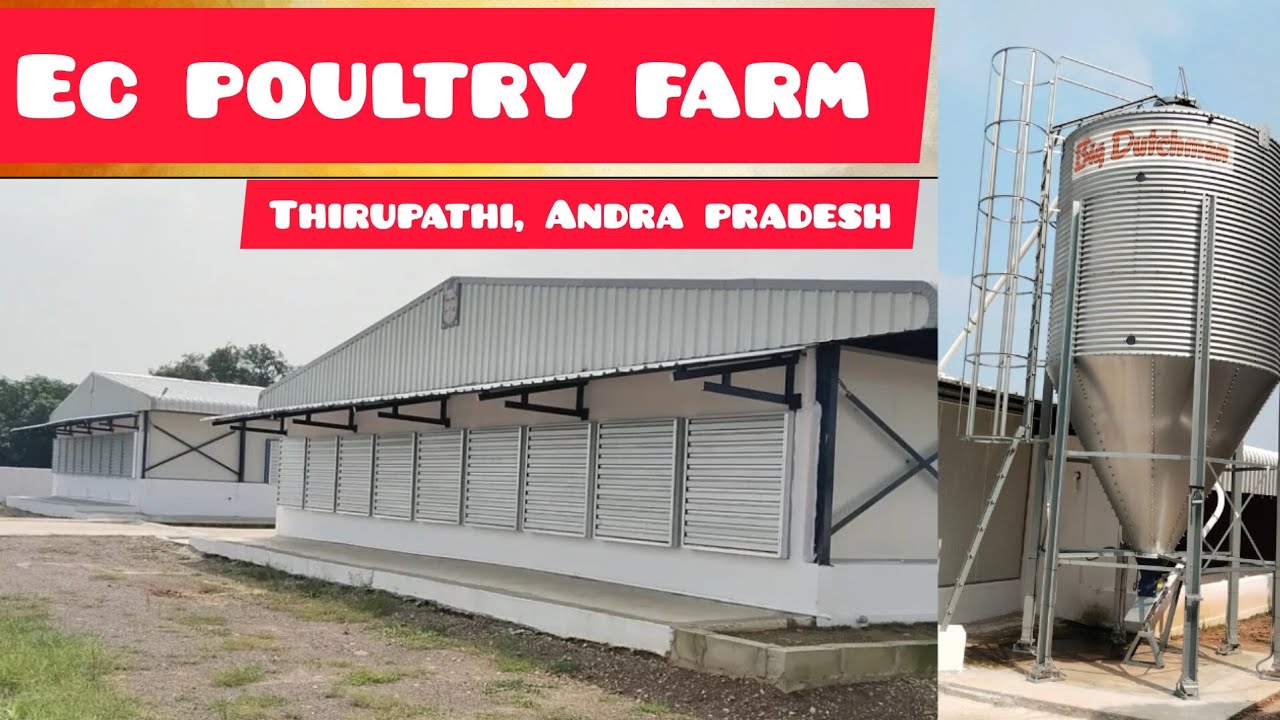 EC POULTRY FARM - YouTube