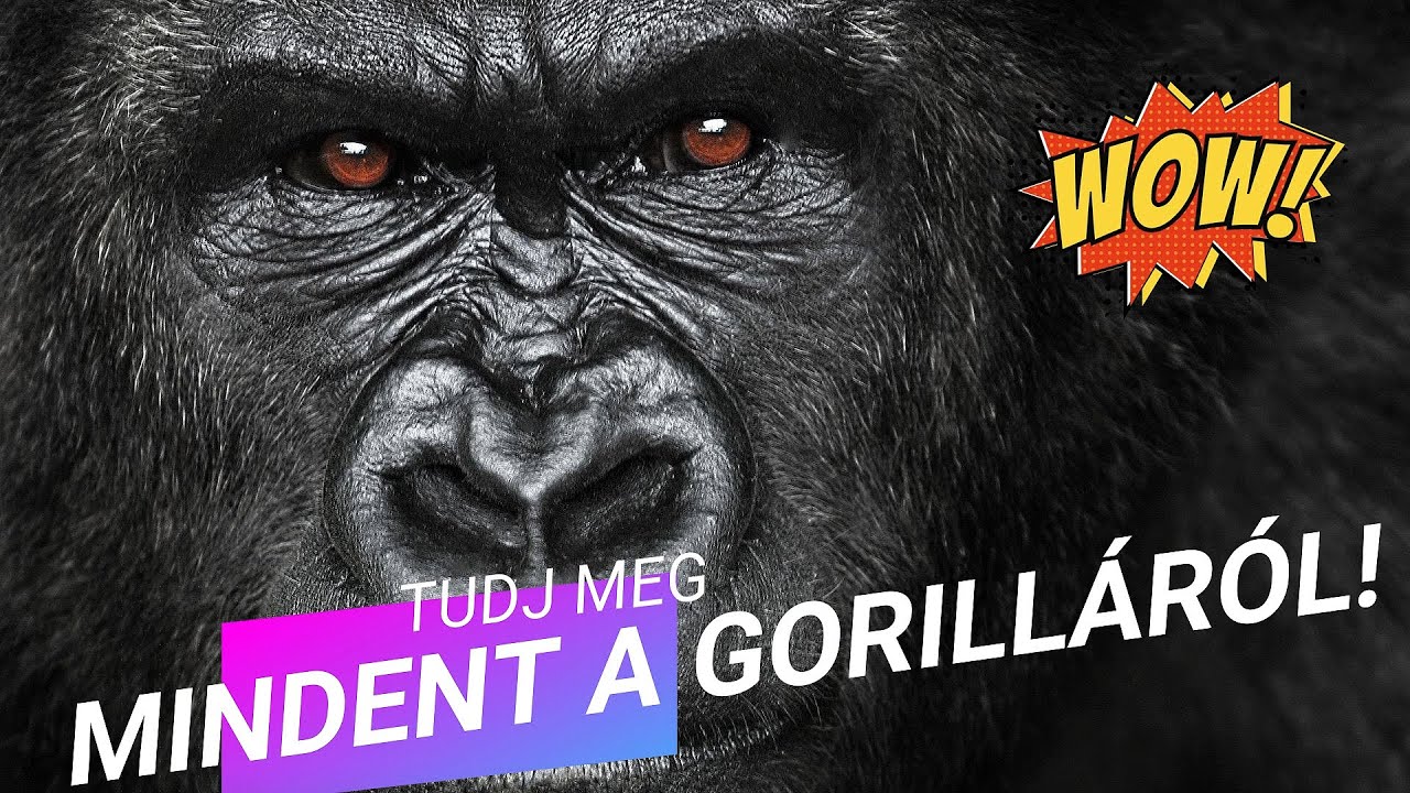 Gorillák - Total Animal 1. #gorilla - YouTube