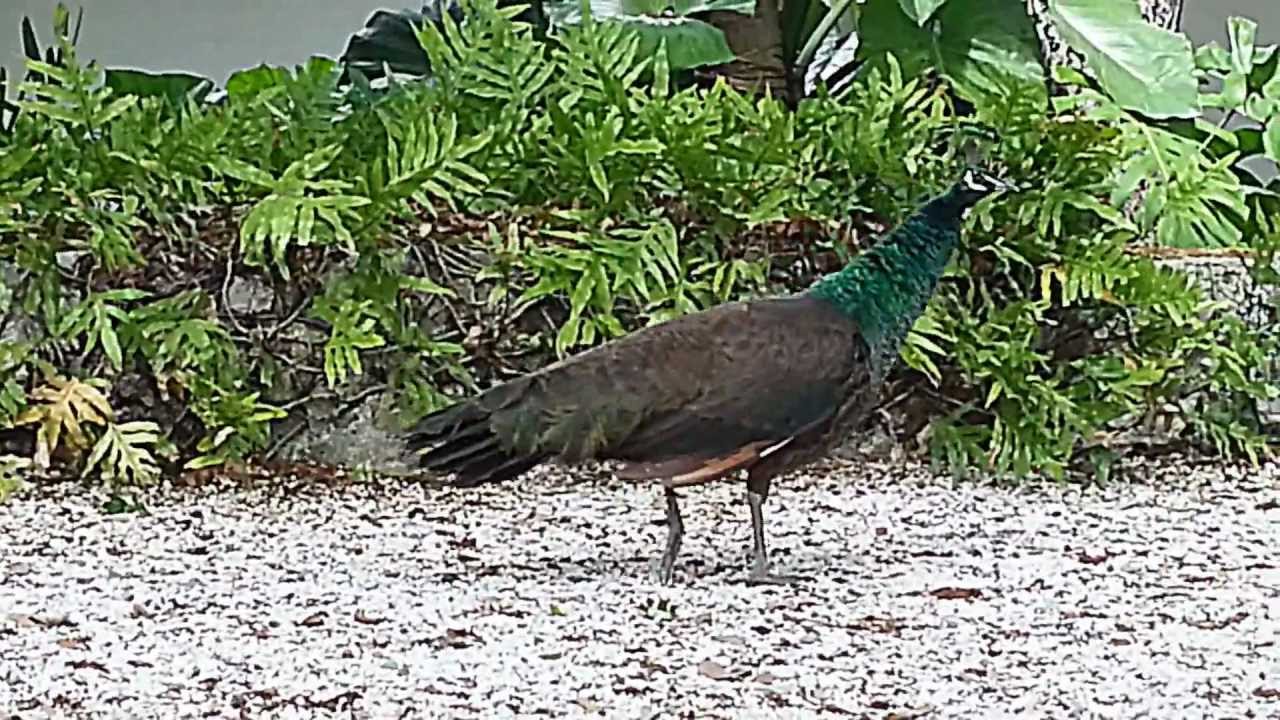 THE PEACOCK WALK - YouTube
