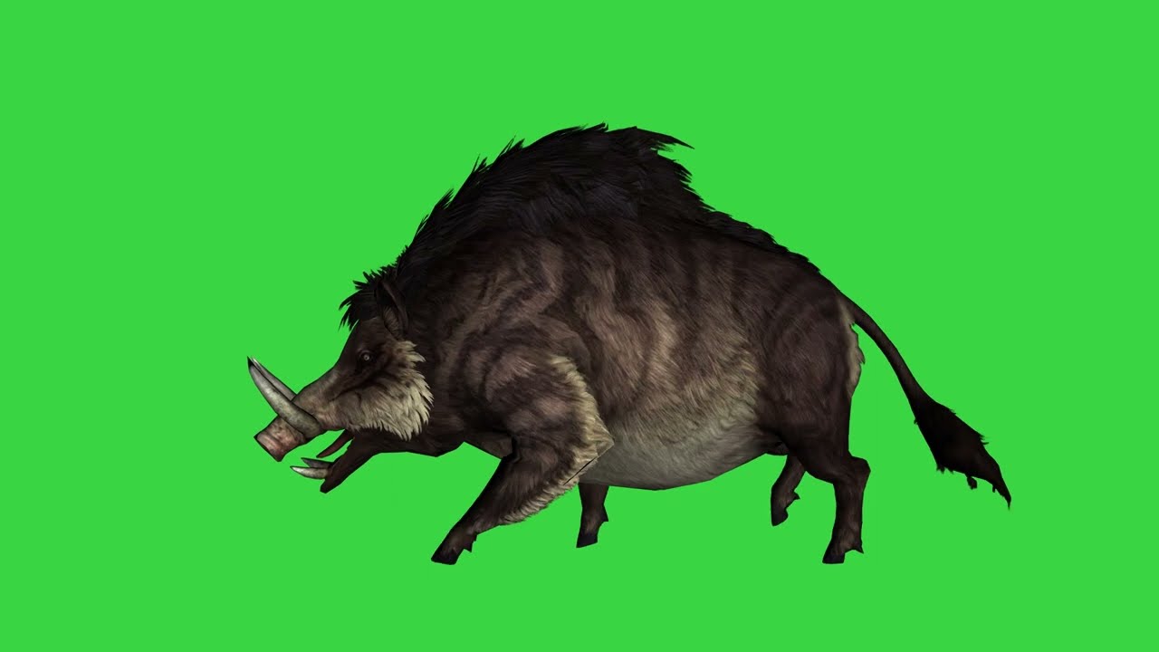 Wild Boar Running Green Screen Free Download 4K by BFZ | No Copyright ...