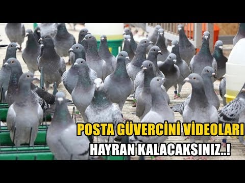 EN İYİ POSTA GÜVERCİNLERİ - Renkli Posta Güvercin Videoları