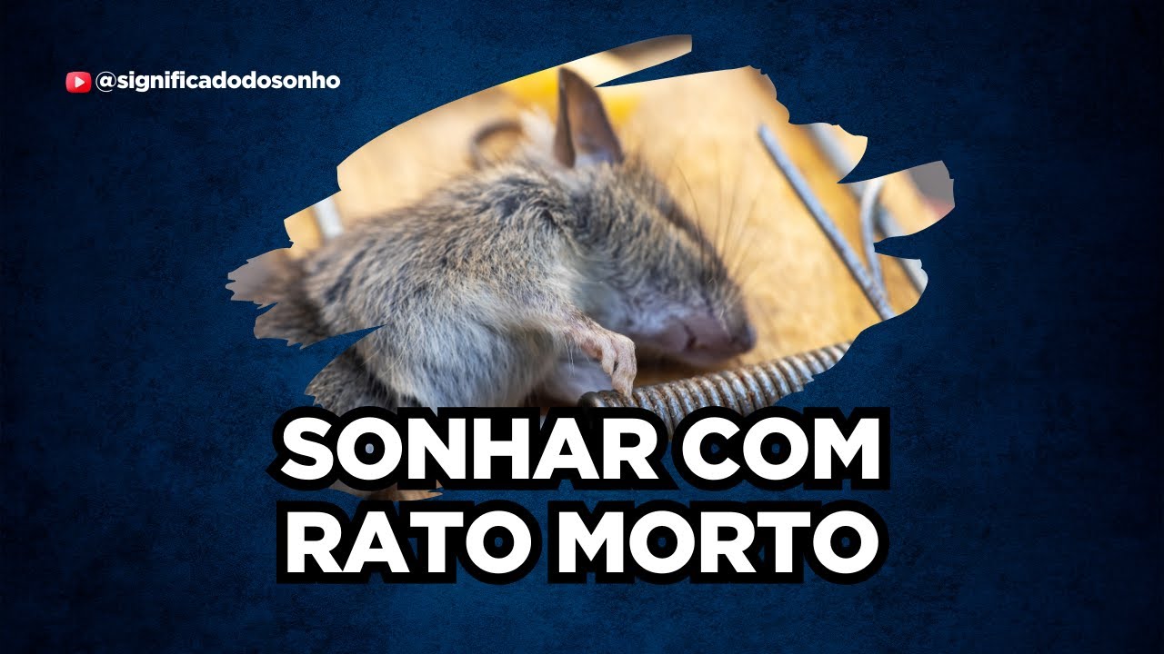 O que Significa Sonhar com um Rato Morto? Descubra Aqui ...