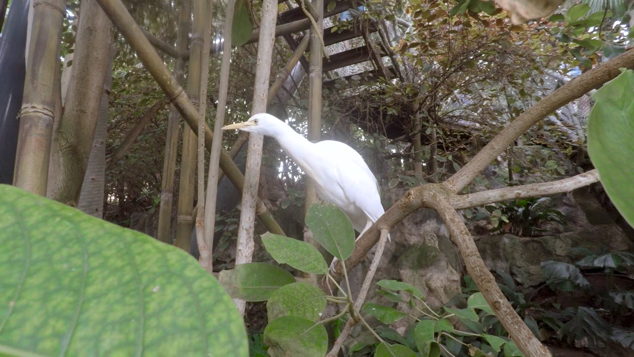 2019-11-05 Tenerife - Loro Parque - Katandra Treetops - YouTube