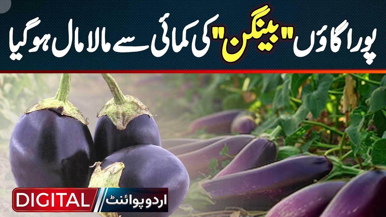 Eggplant Village - Pura Village Ju Baingan Sabzi Kasht Kar Ke Malamaal ...