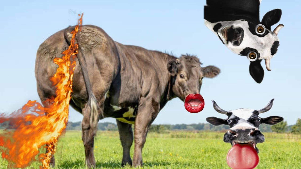 happy cow funny cow crazy cow dance 🐄 song cow video - YouTube