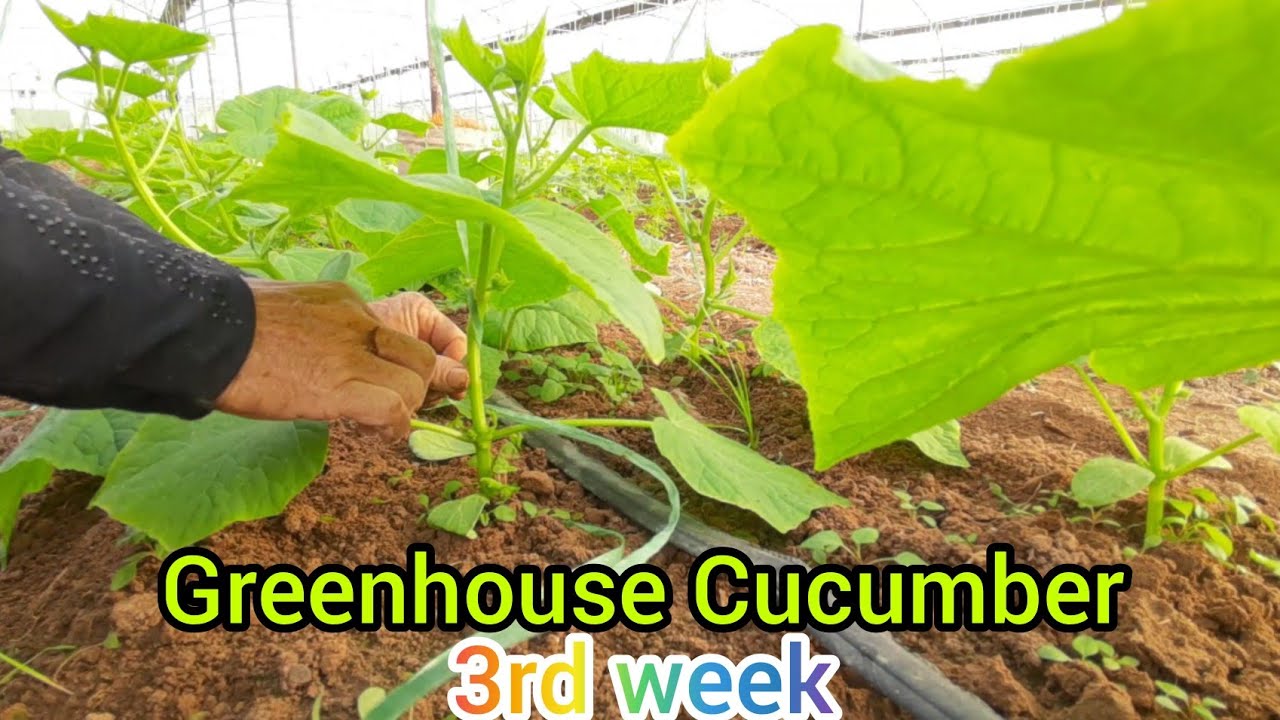 Agriculture | growing cucumbers in greenhouse | Cucumber plant care ...