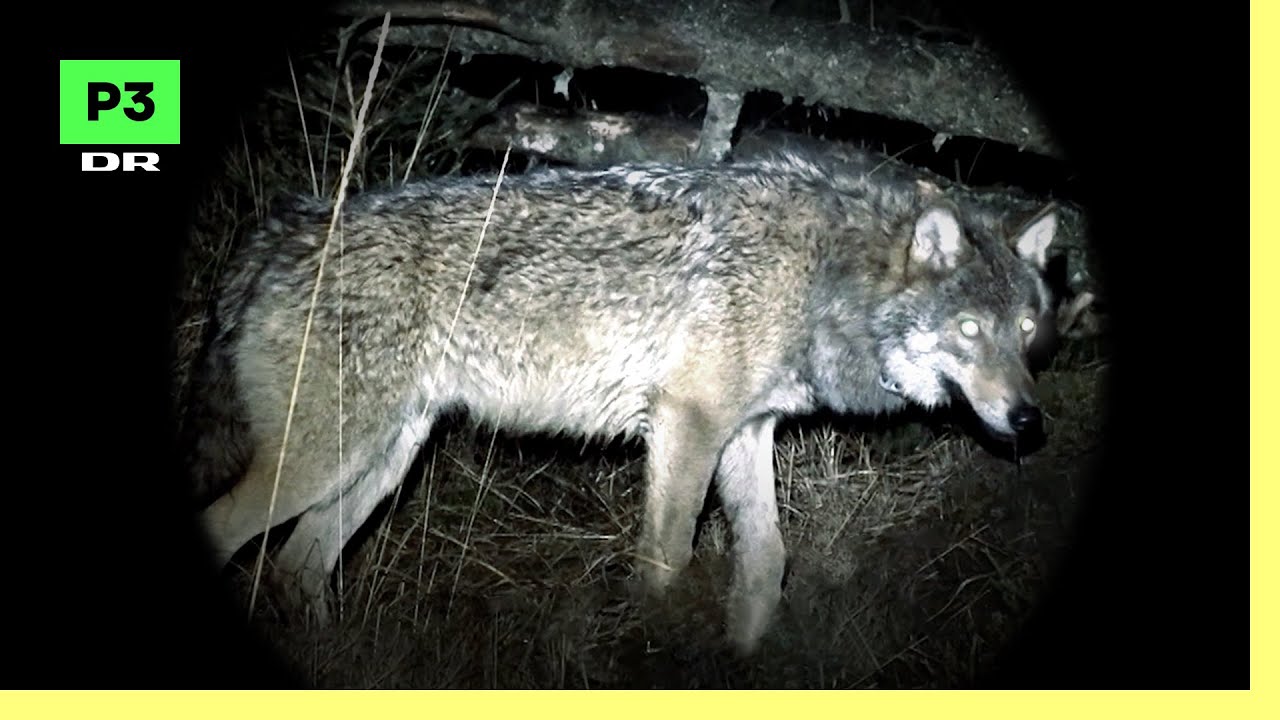 Skal vi skyde vores ulve som de gør i Sverige? - YouTube
