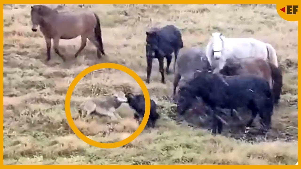 Lobo É confrontado Por Manada de CAVALOS - Duelos Entre Animais ...