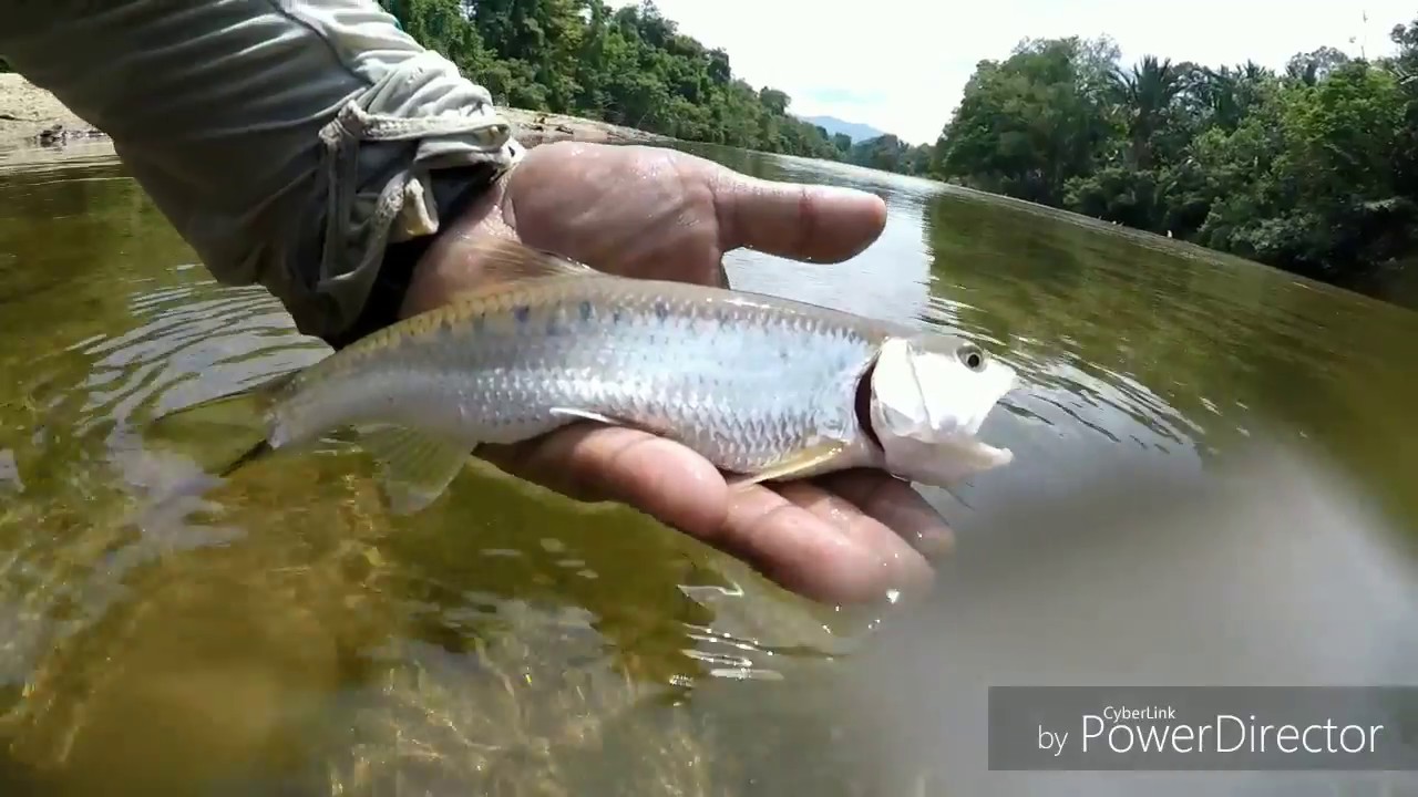 Sikang kuala berang:fly fishing - YouTube