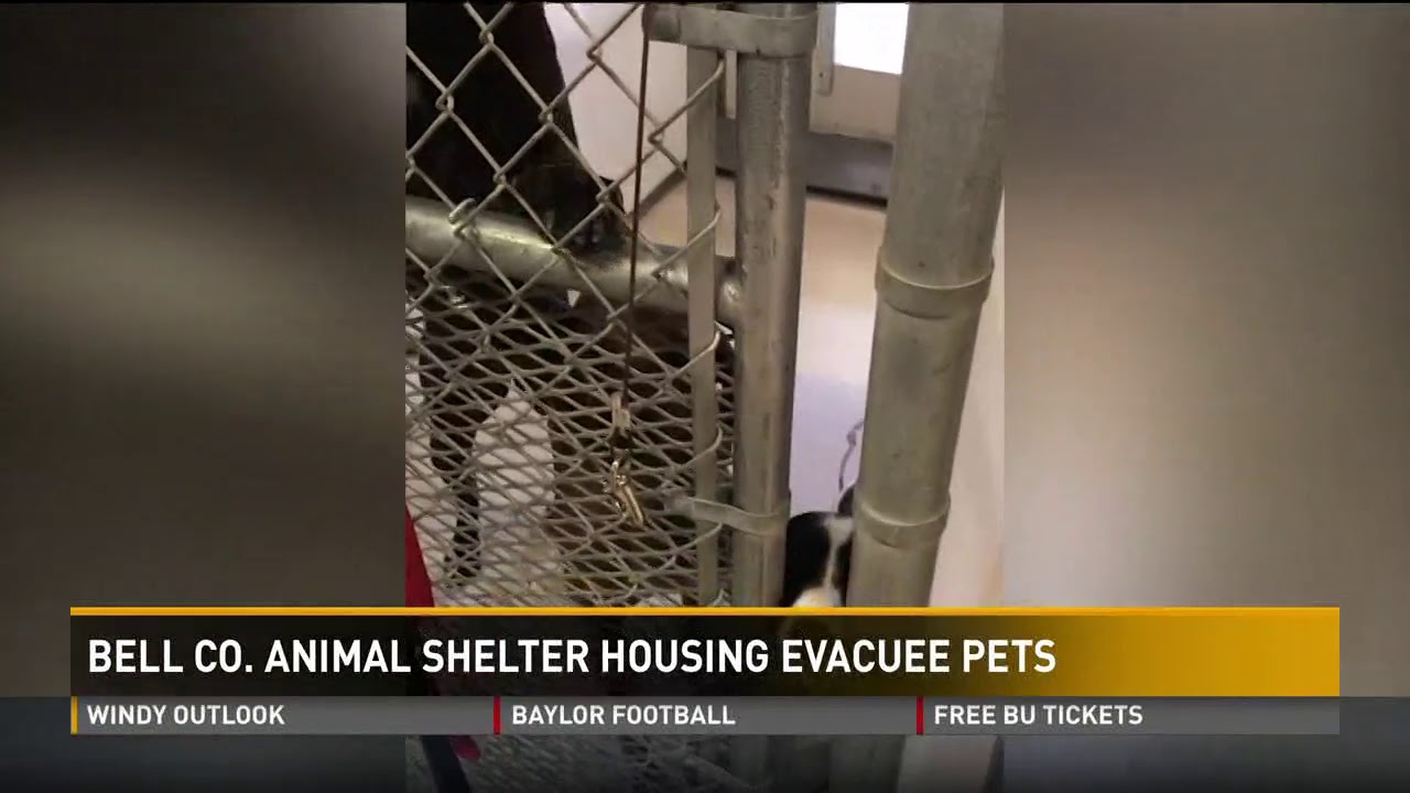 Bell Co. animal shelter housing evacuee pets - YouTube