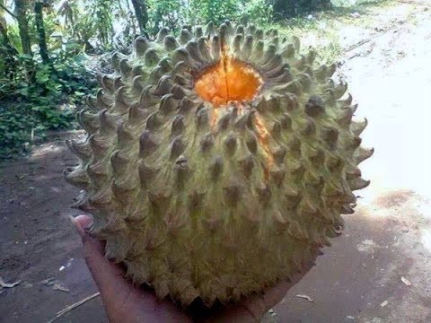 Otra legendaria fruta de chinkuya - YouTube