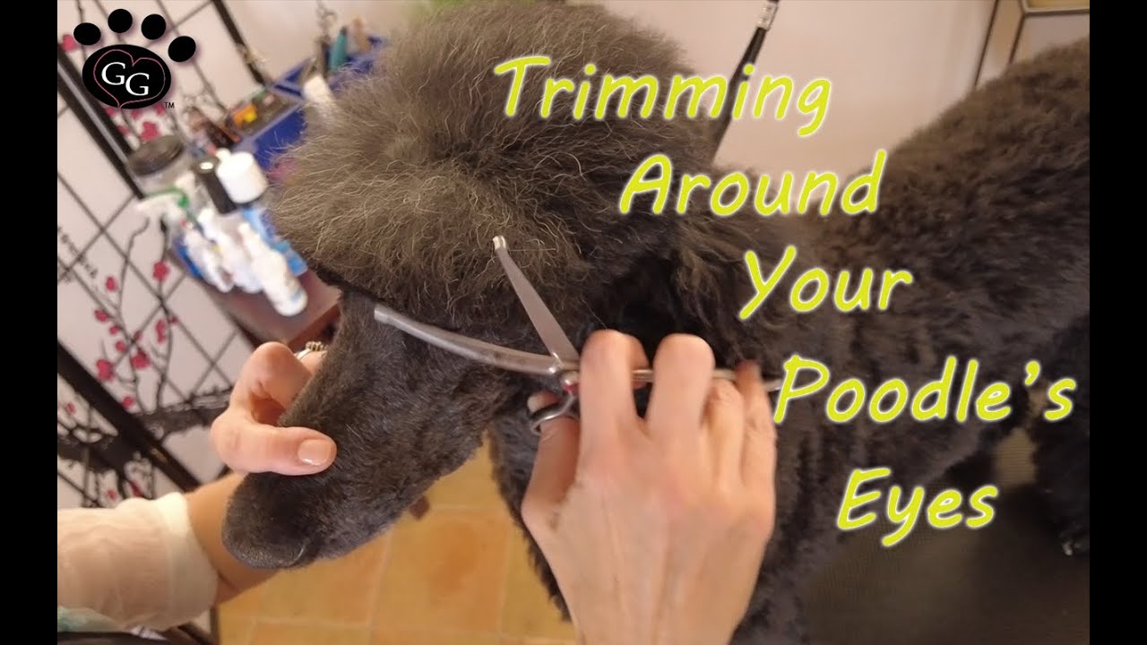 Trimming Around Your Poodle's Eyes - Top Knot Maintenance - Gina's ...
