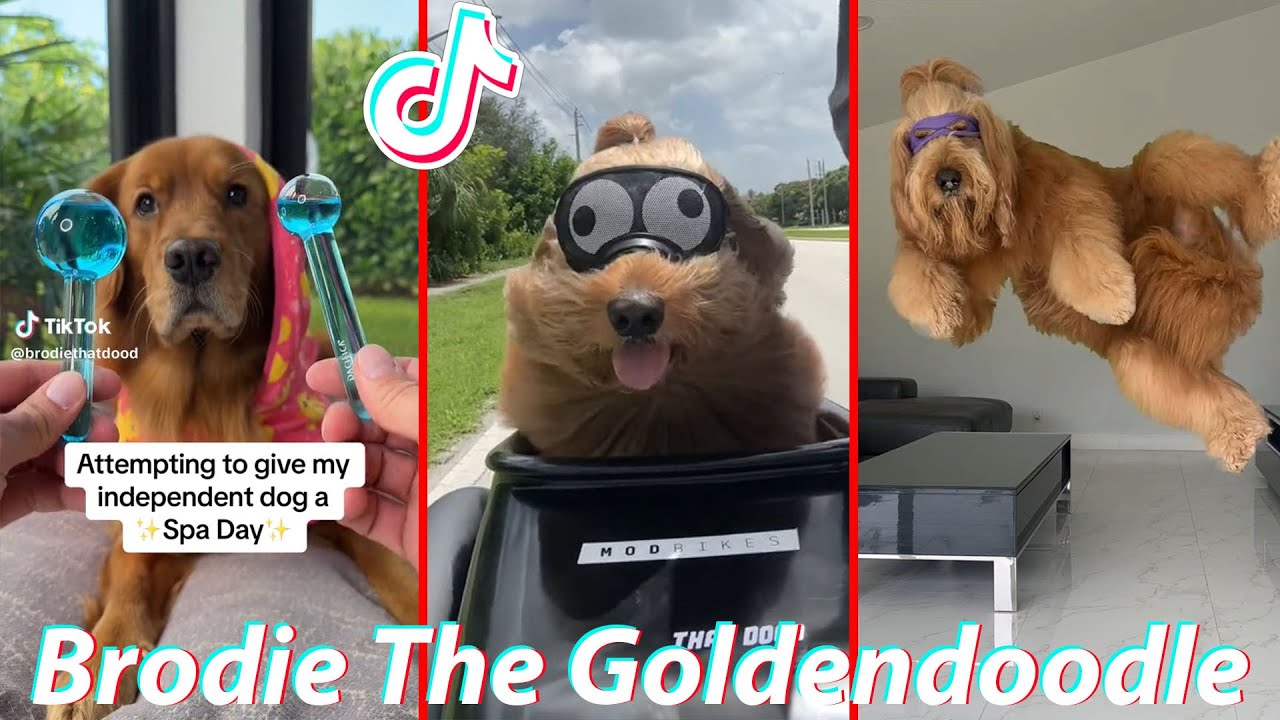 Brodie The Goldendoodle Funny TikToks Dog 2023 - Best BrodieThatDood ...