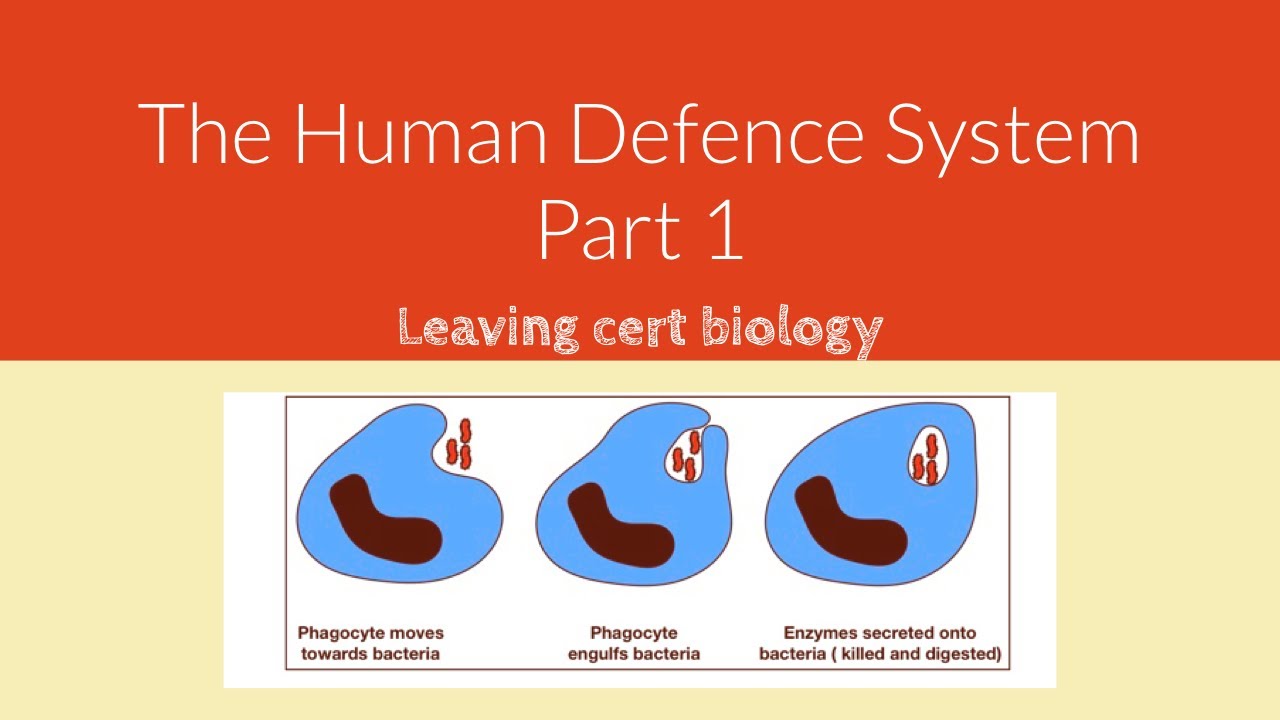 General Defence System-Part 1- Leaving Cert Biology - YouTube