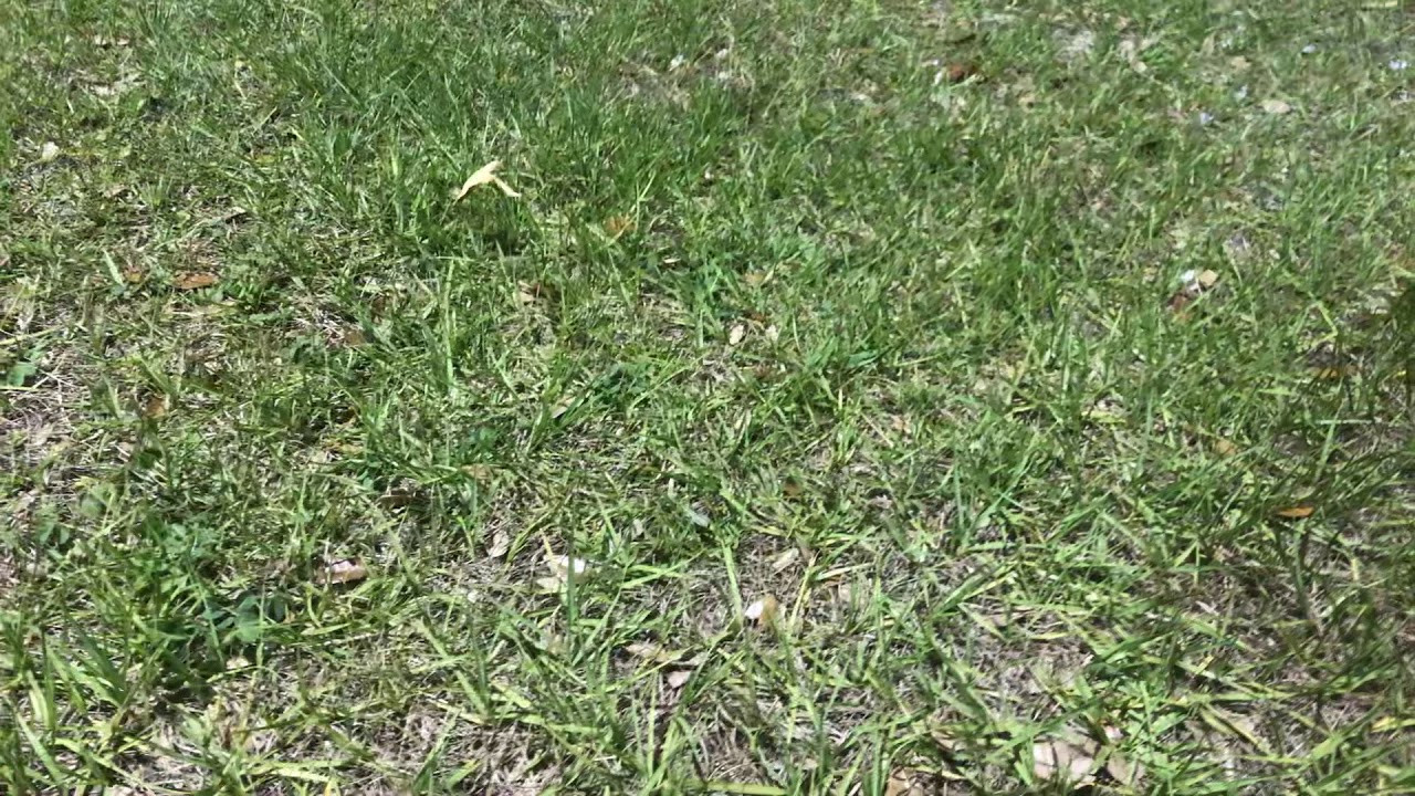 Watching grass grow - YouTube