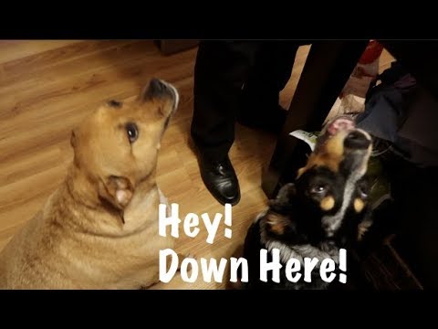 Hey! Down Here! - YouTube