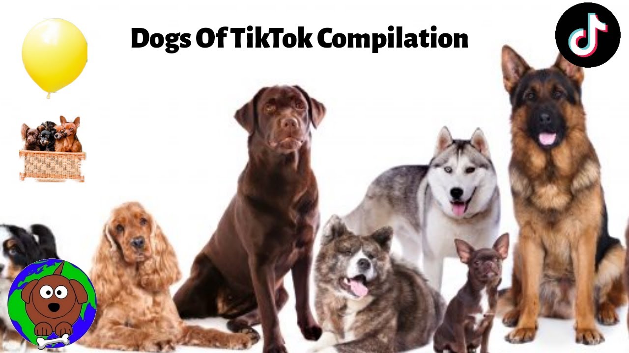 Dogs Of TikTok Compilation #1 // Funniest Compilation of Cute Puppies On TikTok - YouTube