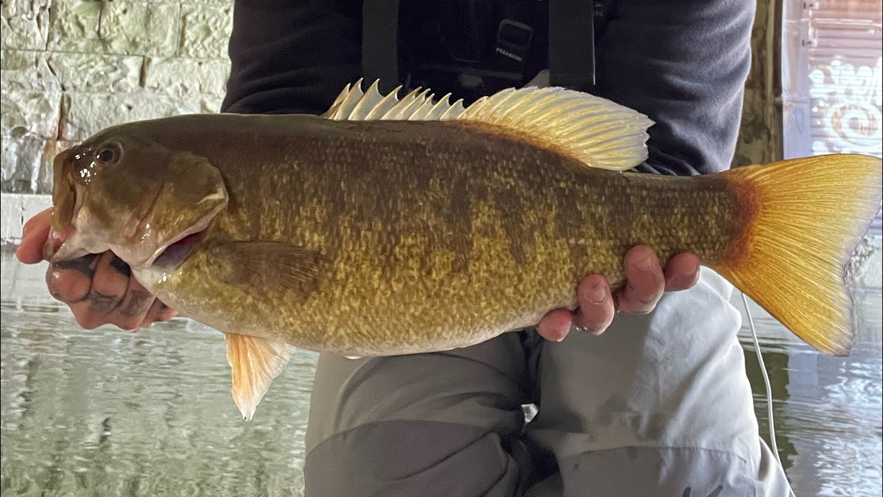Pre spawn smallmouth bass fishing in ERIE PA - YouTube