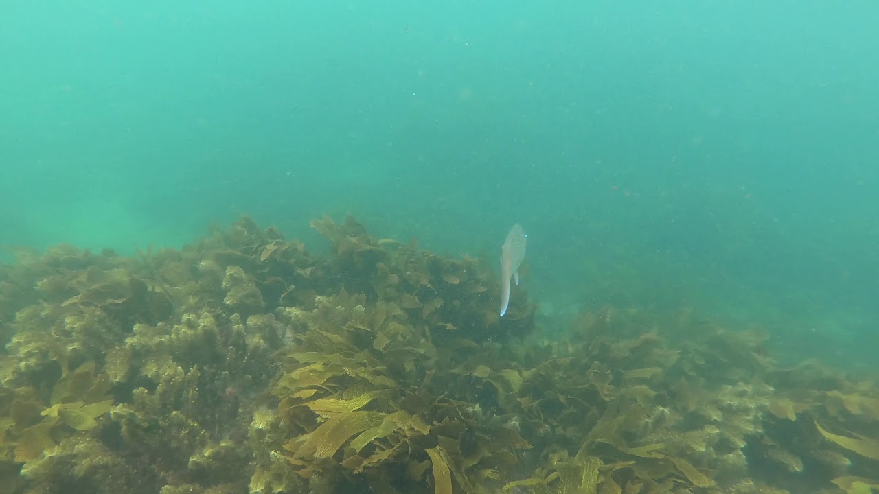 snapper at goat island - YouTube