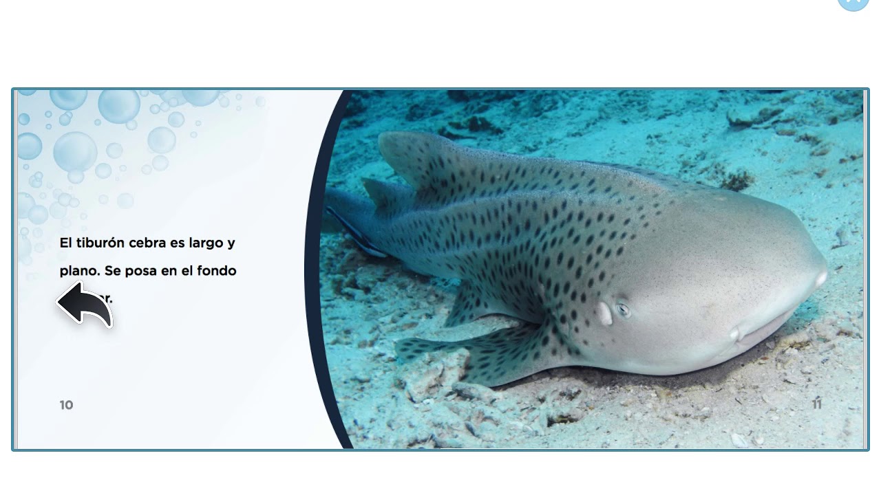 Tiburones cebra: Idea principal y detalles - YouTube