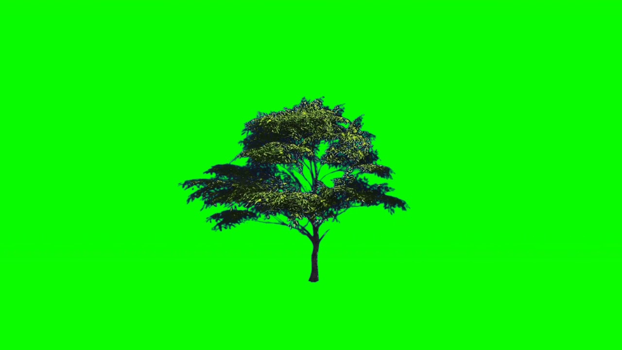 Beautiful tree green screen video not cooyright free to use - YouTube
