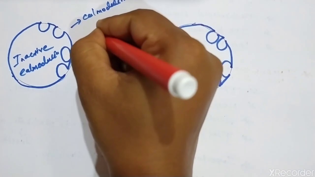 Calcium calmodulin cascade - YouTube
