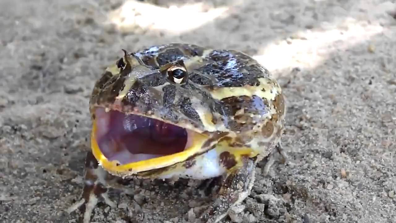 Angry Frog - YouTube