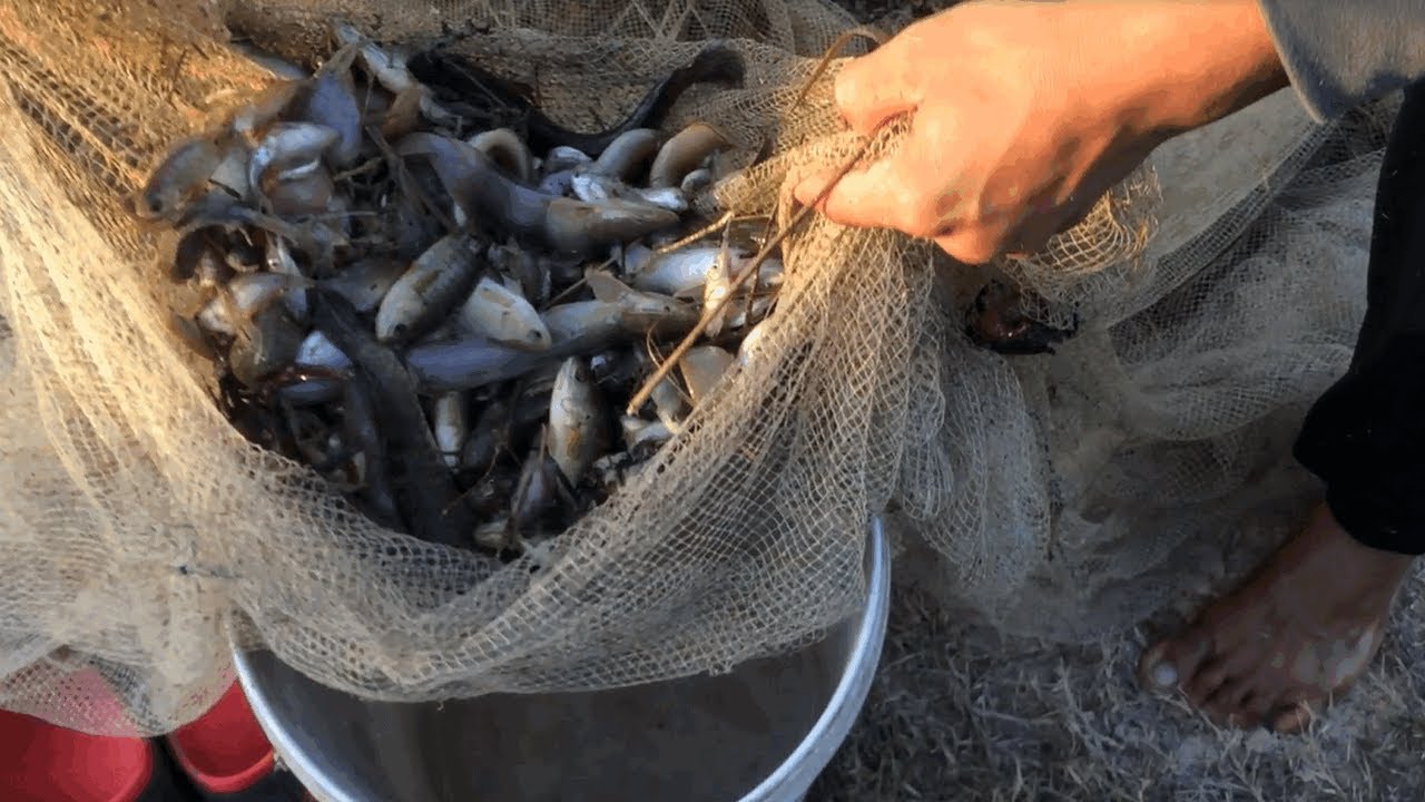 Net Fishing | Best Net Catch Fishing. - YouTube