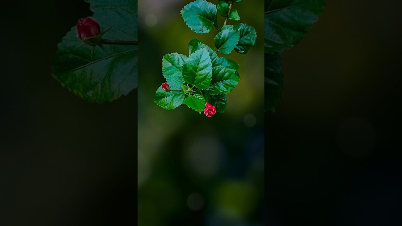 First Look: Redmi Note 13 Pro camera quality with Snapdragon 8+ Gen 1!