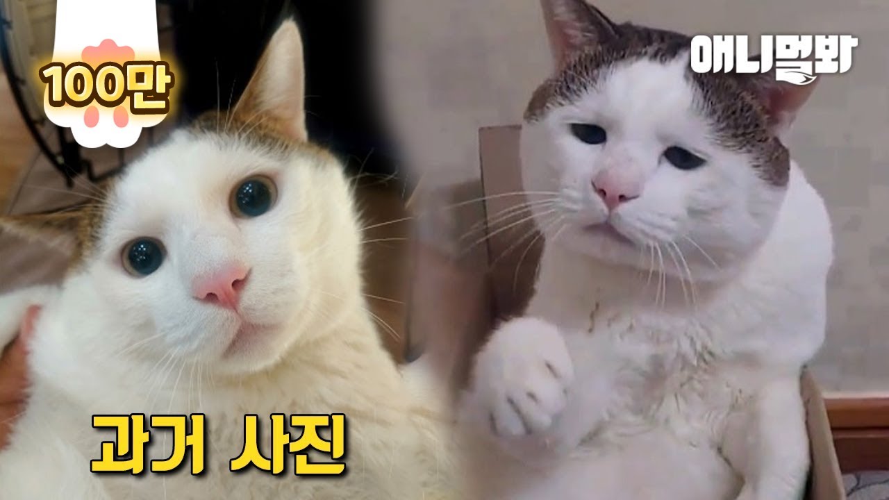 억울한 고양이 억울이 대반전 과거사진 공개ㅋㅋㅋㅣSurprising Sad-faced Cat’s Photo Taken When ...